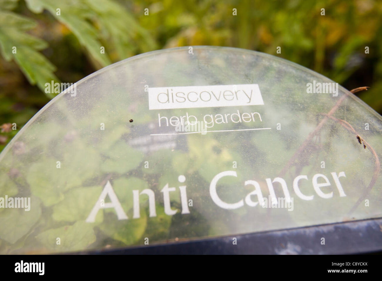 Herbs in a herb garden that have anti cancer properties Stock Photo - Alamy