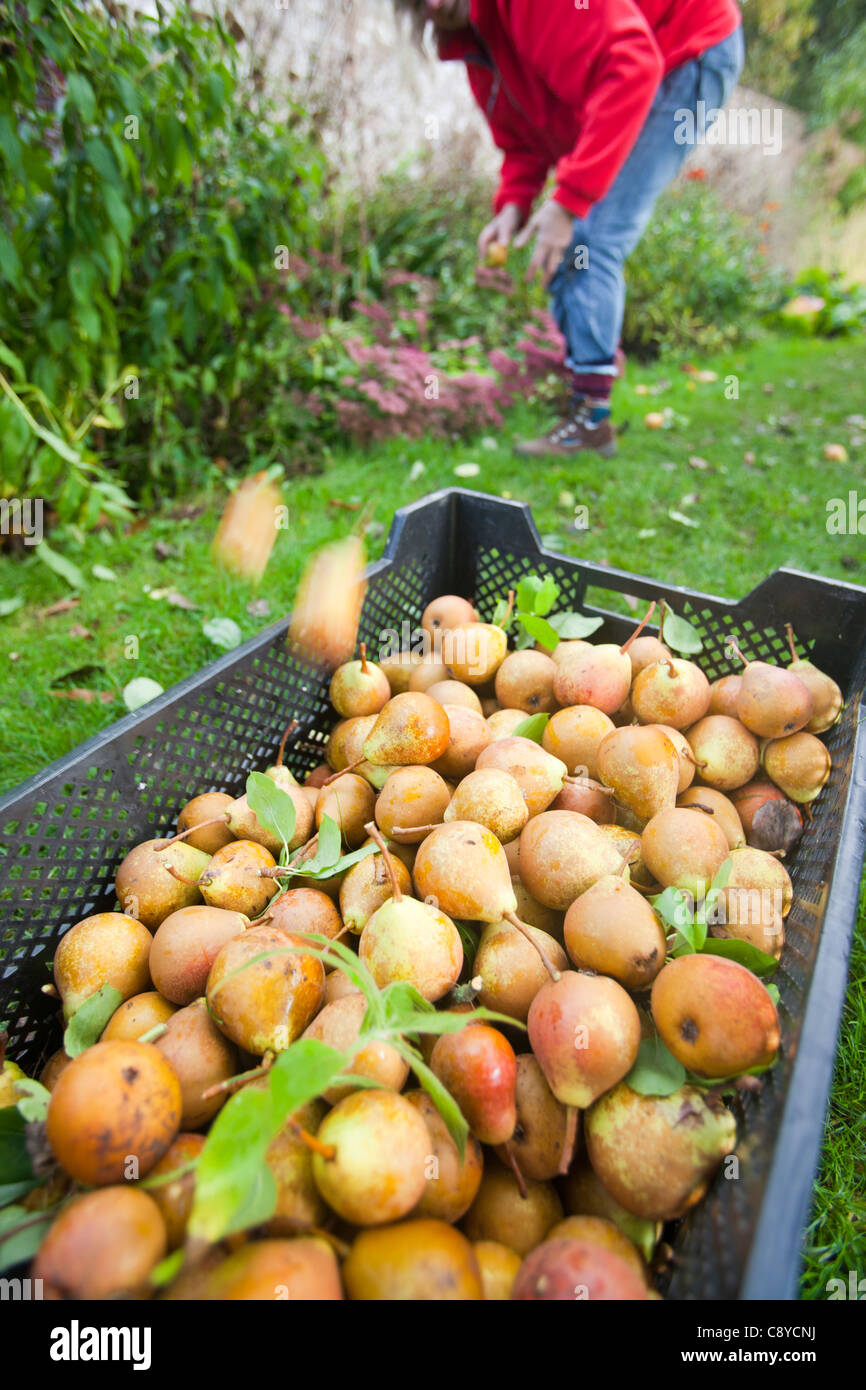 Pick fruit pear hi-res stock photography and images - Alamy