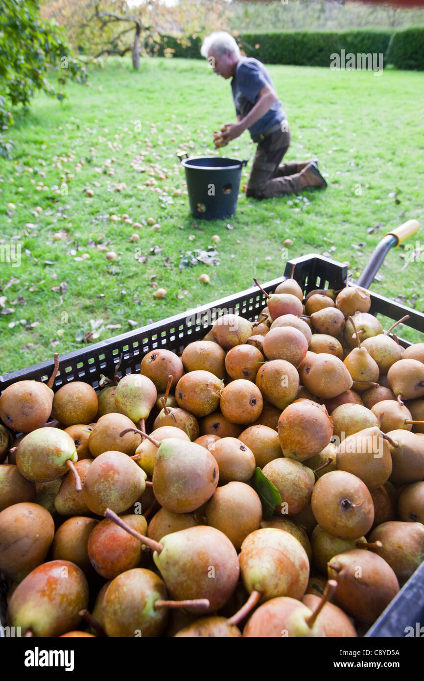 Perry pear orchard hi-res stock photography and images - Alamy
