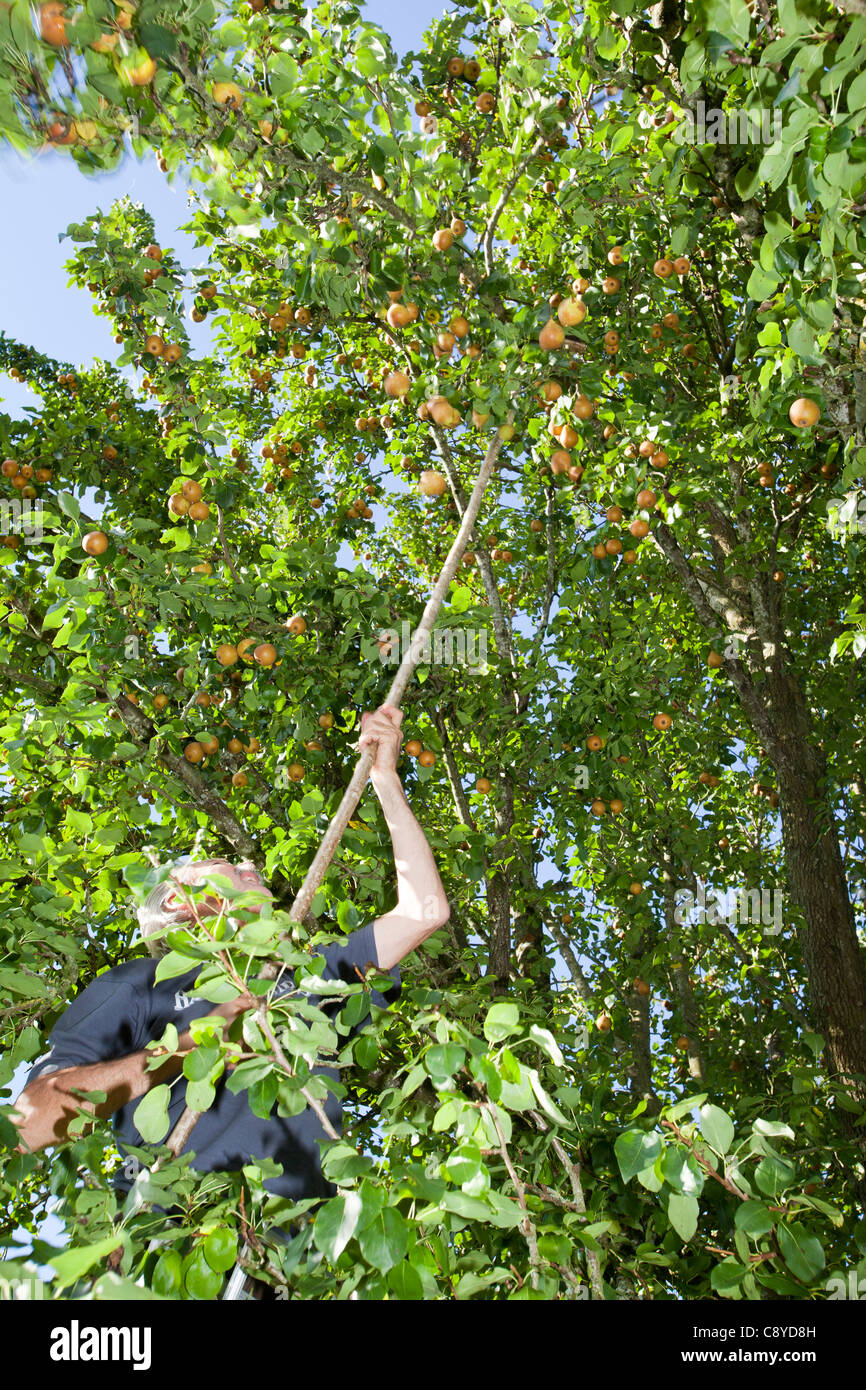 A man shaking a pear tree to make the fruit fall in an orchard at Acorn ...