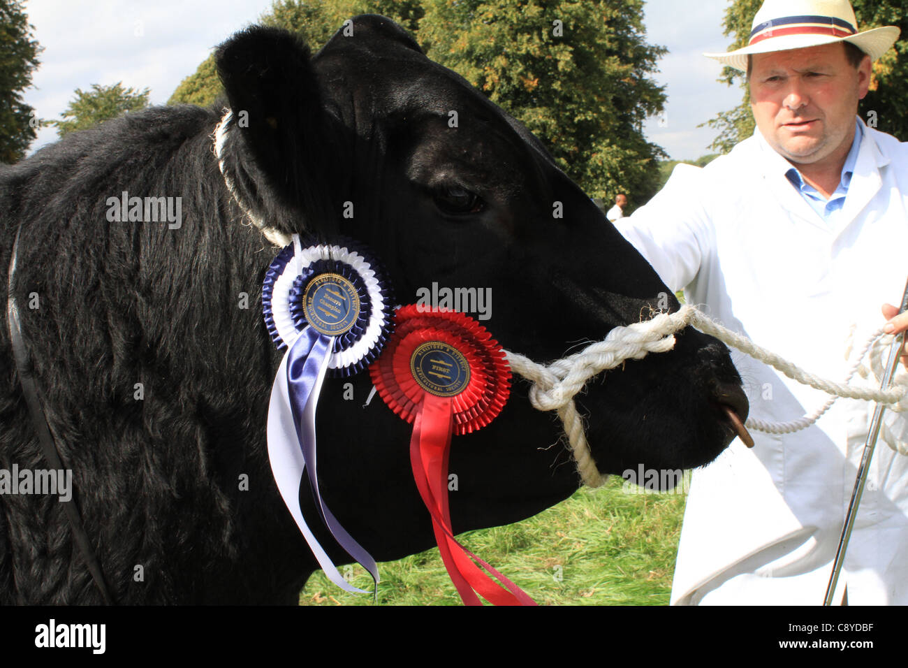 Prize Cow High Resolution Stock Photography and Images - Alamy