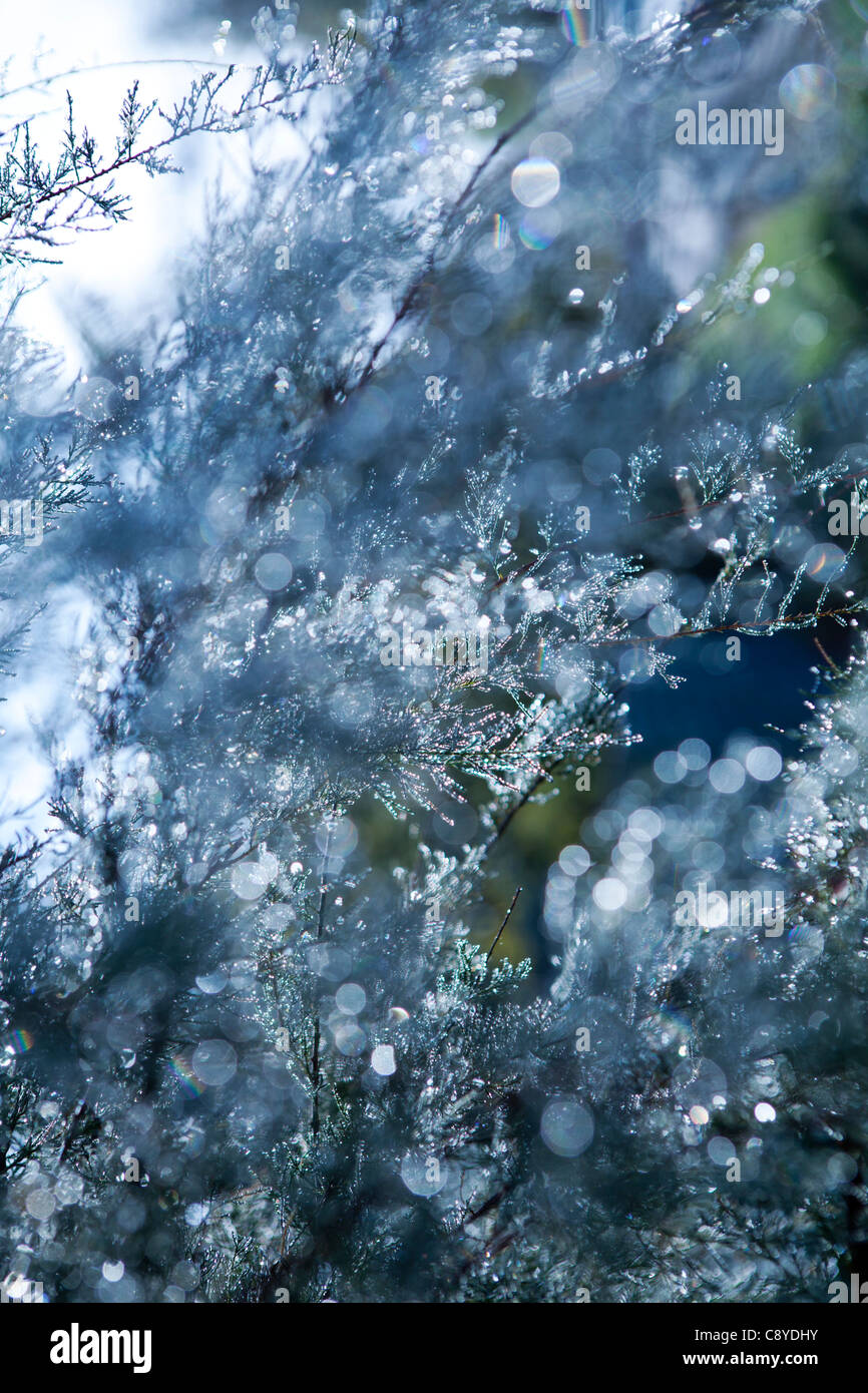 Morning dew drops on pine tree close up Stock Photo - Alamy