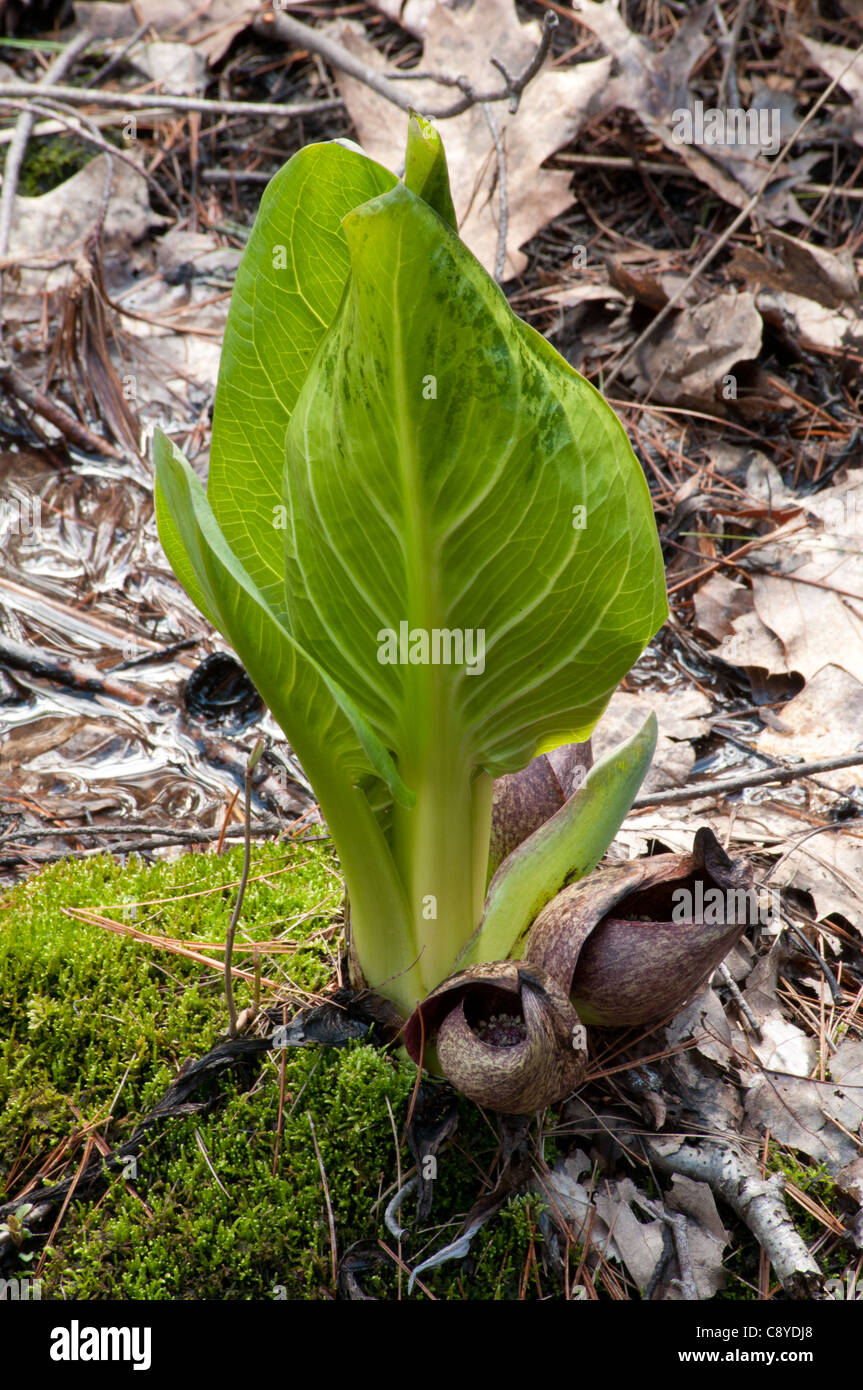 Skunk Cabbage - Symplocarpus foetidus Stock Photo - Alamy