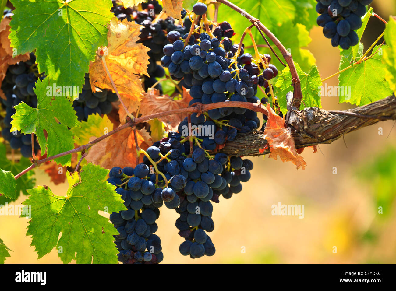 Grapes on stock Tuscany Italy Stock Photo - Alamy