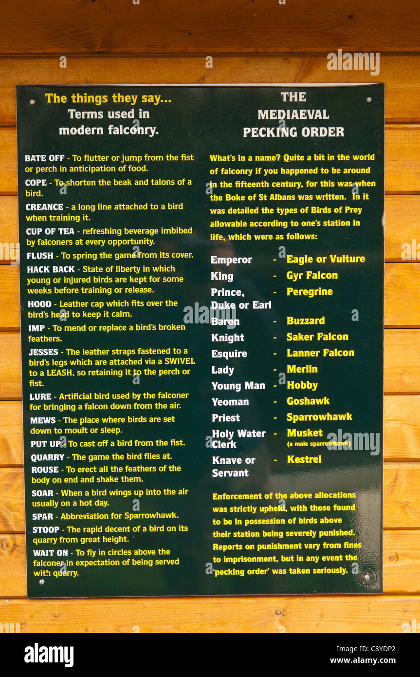 Falconrey hi-res stock photography and images - Alamy