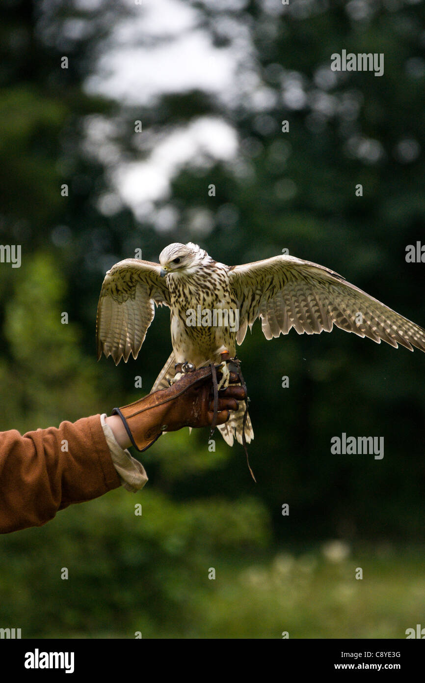 Viking medieval nordic falcon hi-res stock photography and images - Alamy