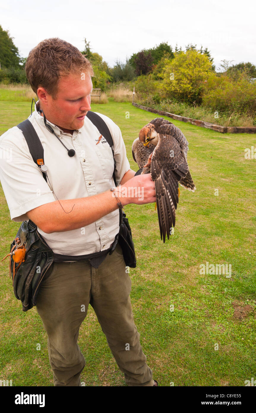 A captive Lanner Falcon ( falco biarmicus ) bird of prey with falconer ...