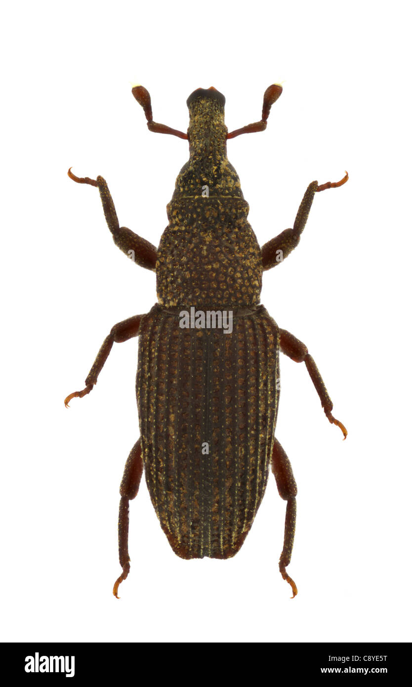 Saproxylic hi-res stock photography and images - Alamy