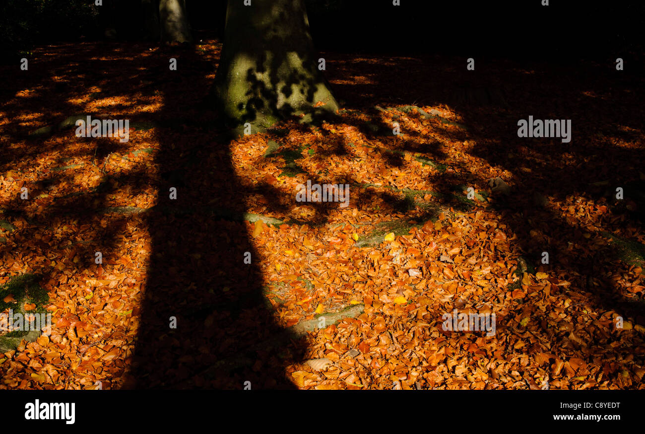 Shadow of a tree on the ground covered in leaves in autumn Stock Photo ...