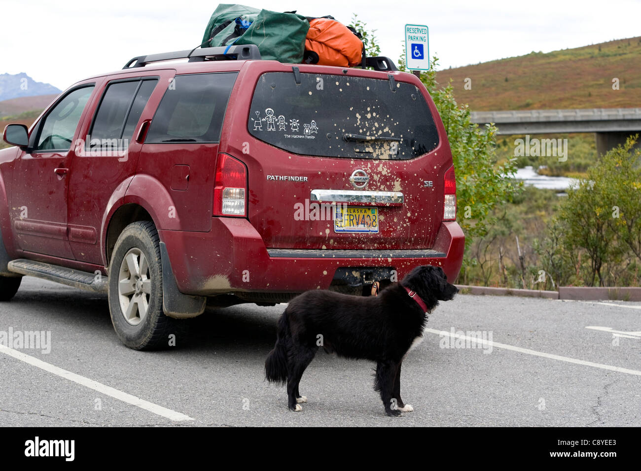 Animals Attacking Cars