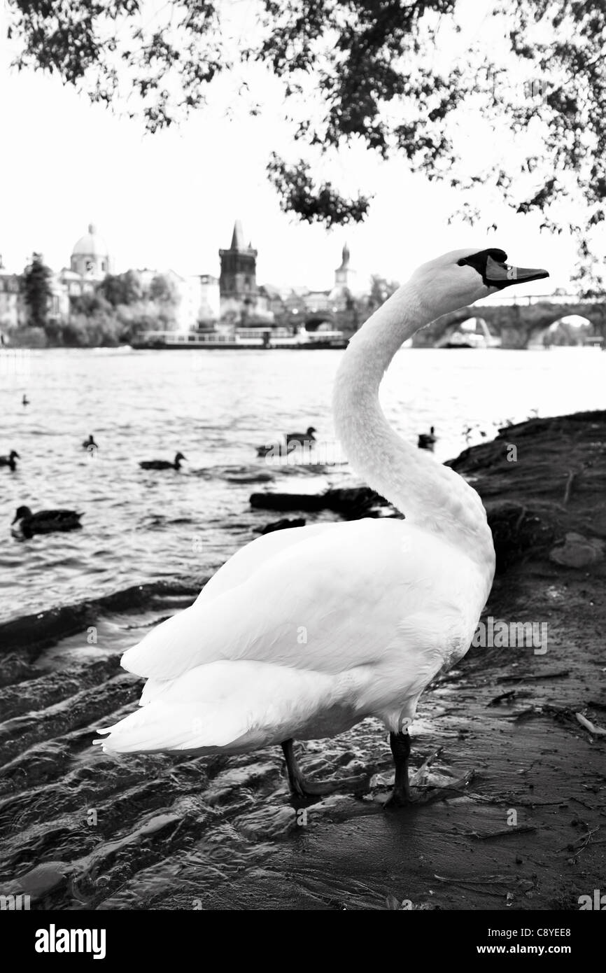 Czechia prague vltava river Black and White Stock Photos & Images - Alamy