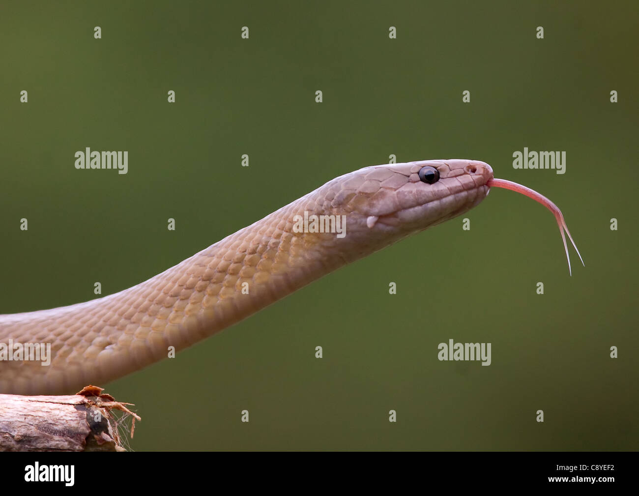 Olive house snake, Lamprophis inornatus, South Africa Stock Photo - Alamy