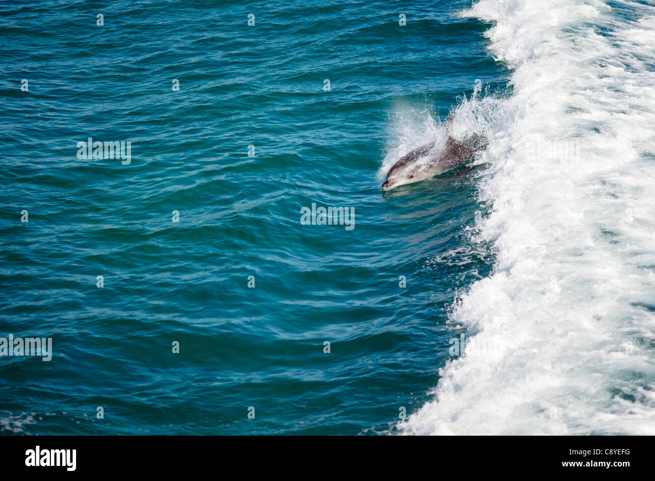 Dolphins surfing waves hi-res stock photography and images - Alamy