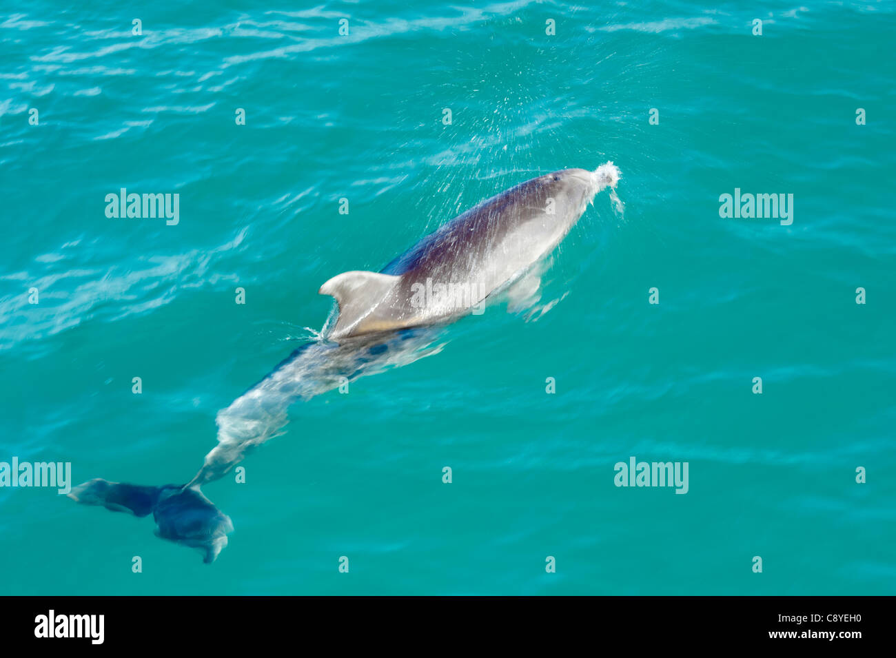 Dolphin Blowhole High Resolution Stock Photography and Images - Alamy