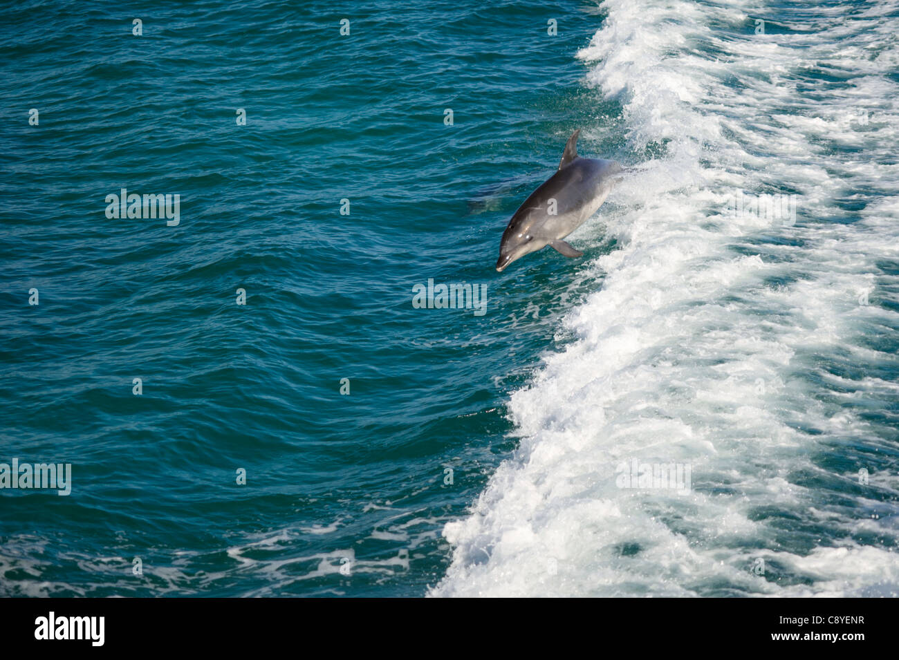 Dolphins surfing waves hi-res stock photography and images - Alamy