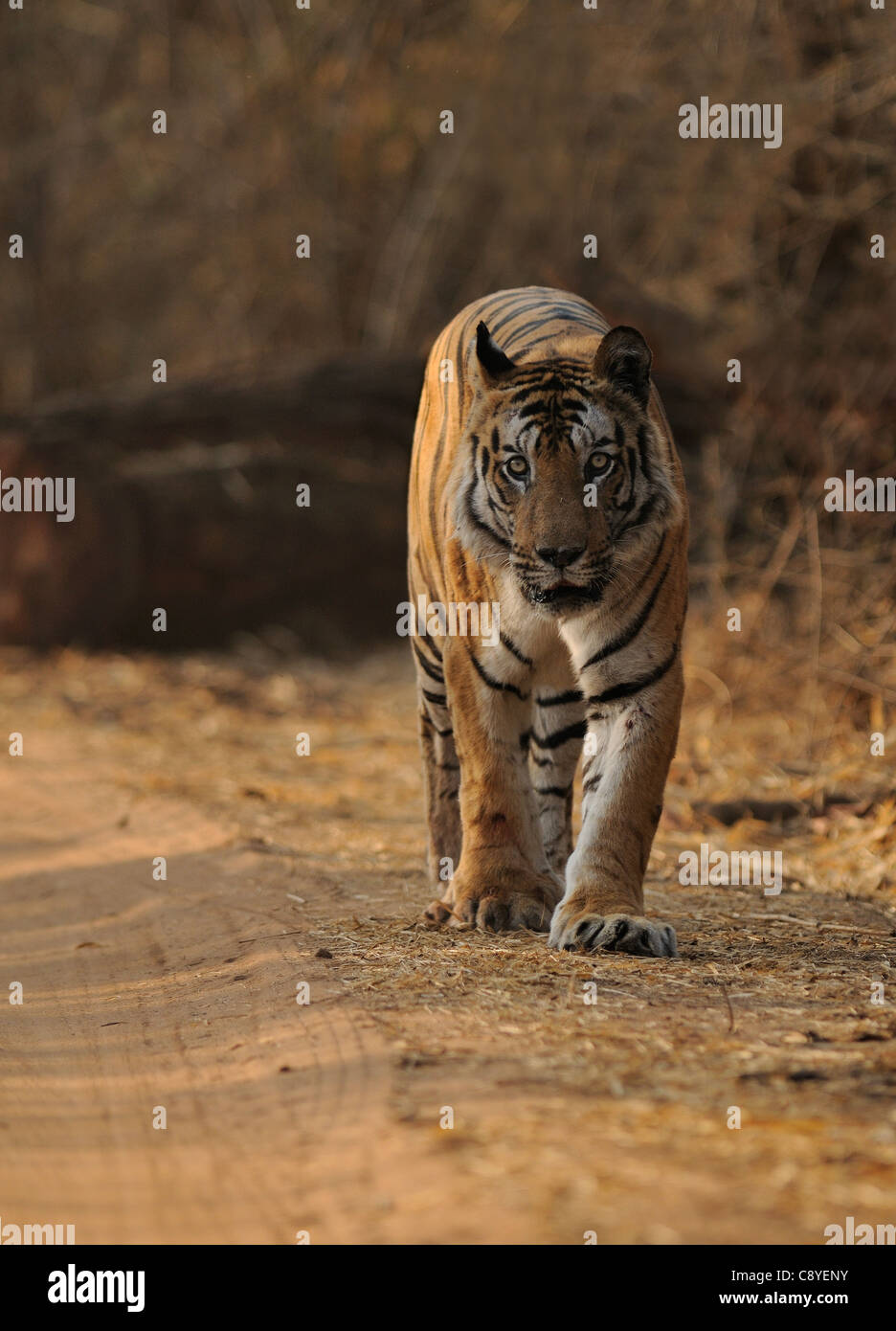 Adult male Royal Bengal Tiger B2 walking head on on a forest path in ...