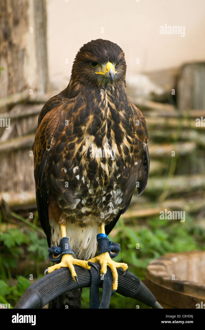 At the vikingecenter in Ribe, you find all sorts of viking activities ...