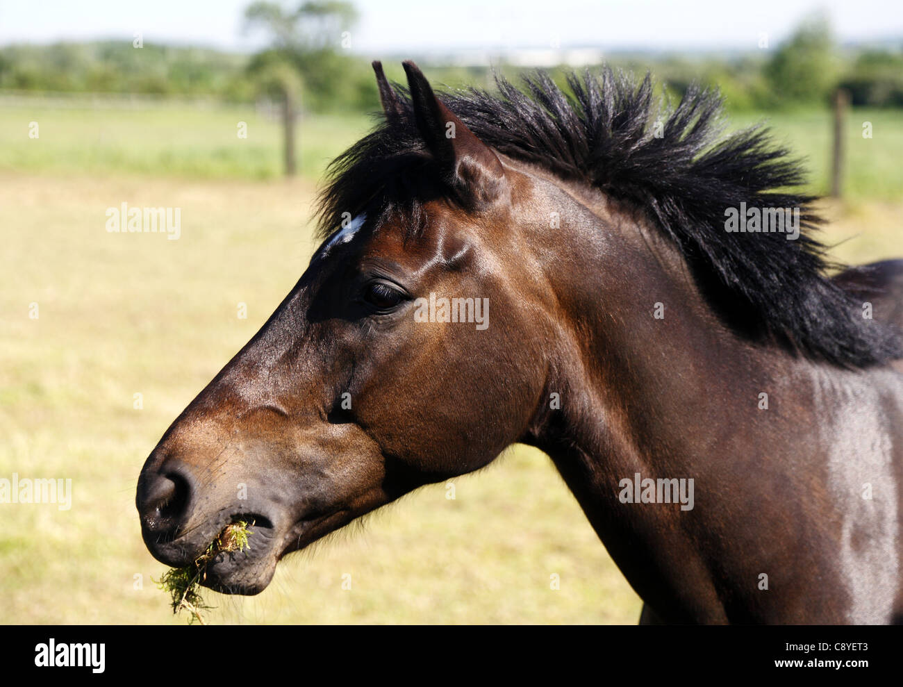 Arabian horse race run hi-res stock photography and images - Alamy