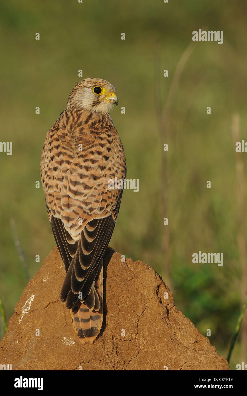 Portrait of an adult female Common Kestrel on a termite mound near ...