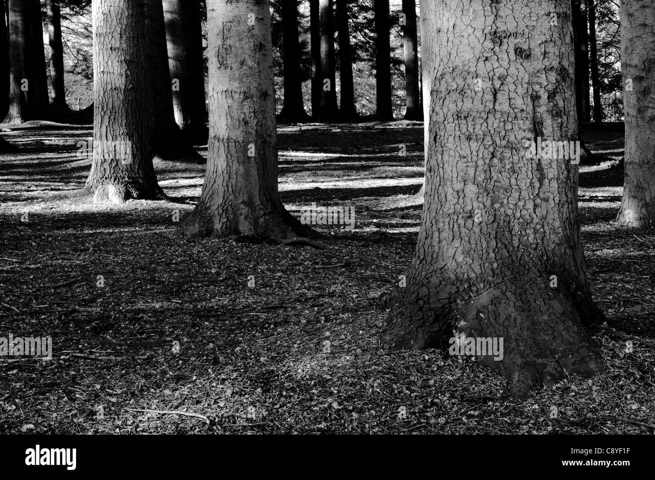 A row of redwood trees, black and white Stock Photo - Alamy