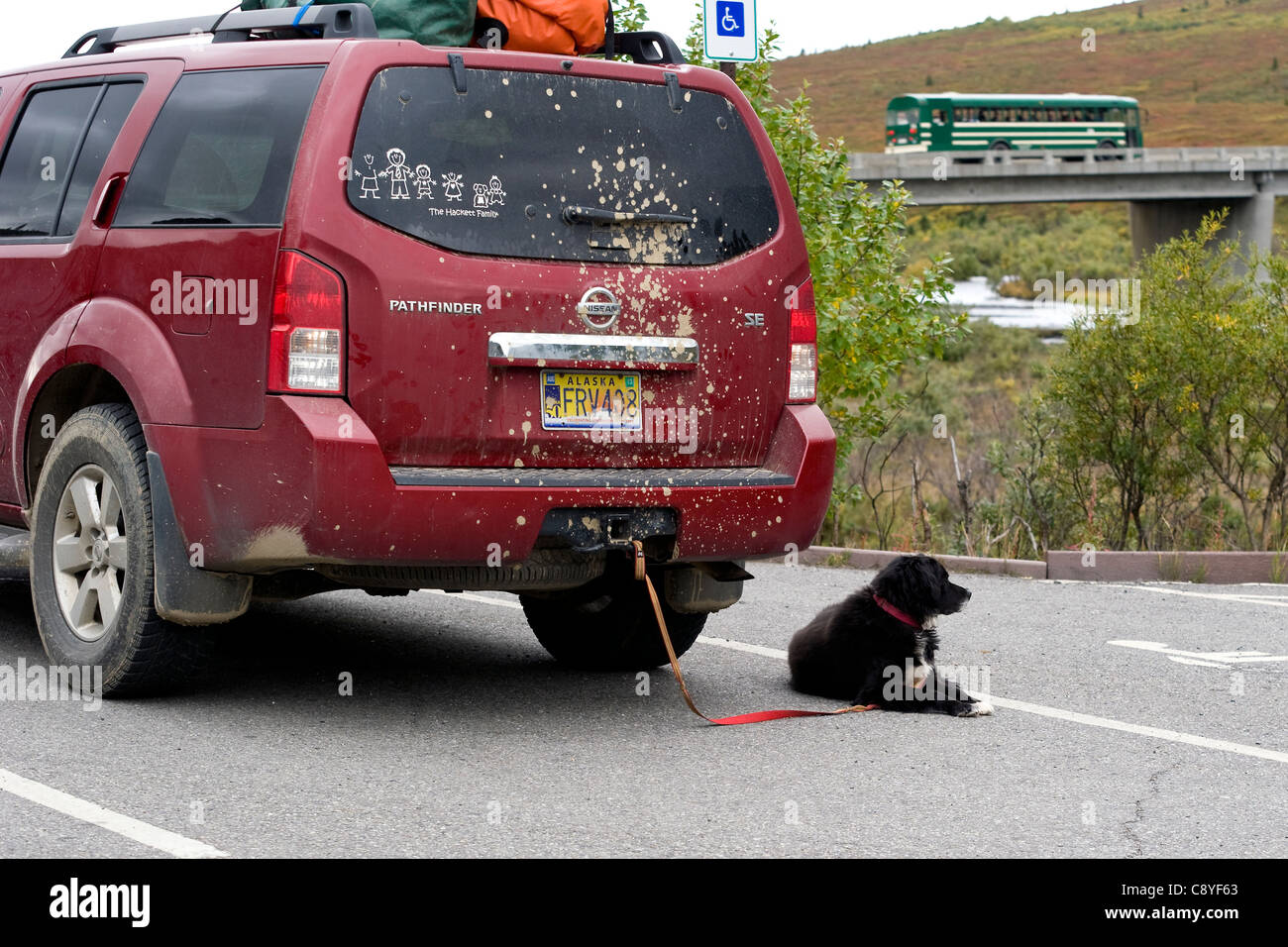 Animals Attacking Cars