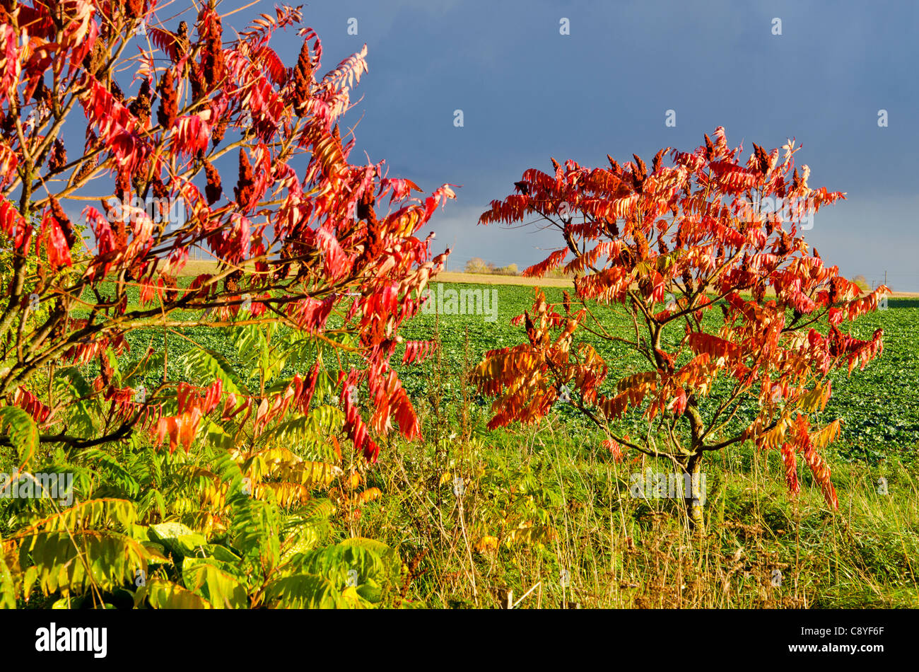 Small trees red landscape hi-res stock photography and images - Alamy