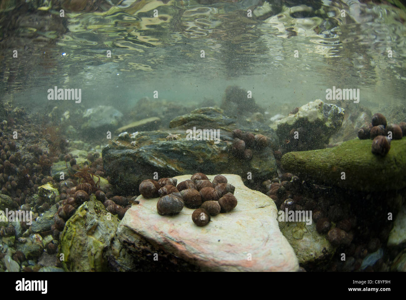 the view from under a rockpool Stock Photo - Alamy