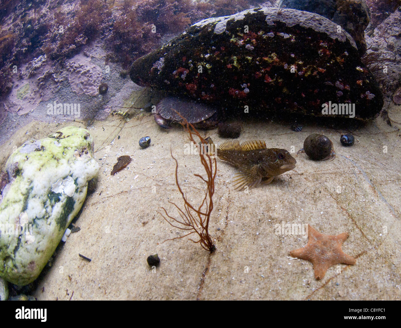 Rockpool Stock Photos & Rockpool Stock Images - Alamy