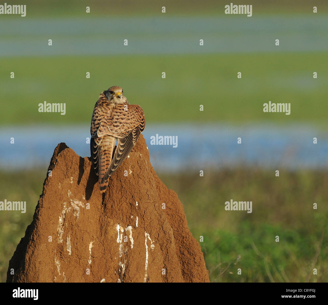 Female Common Kestrel High Resolution Stock Photography and Images - Alamy