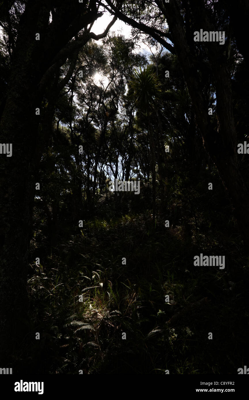 Dense forest light spot hi-res stock photography and images - Alamy