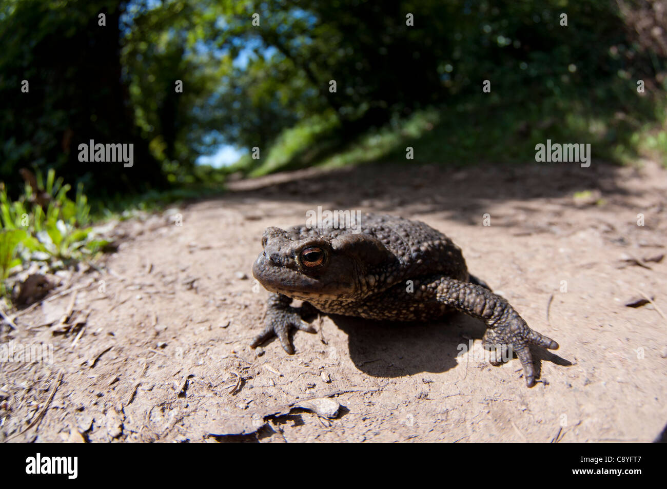 Toad in the road hi-res stock photography and images - Alamy