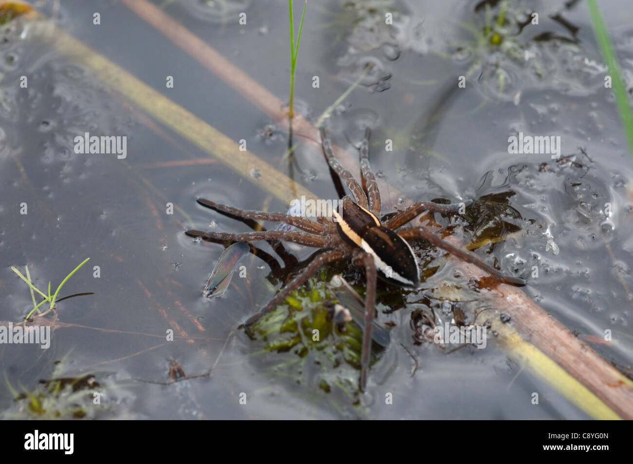 Raft Spider High Resolution Stock Photography and Images - Alamy