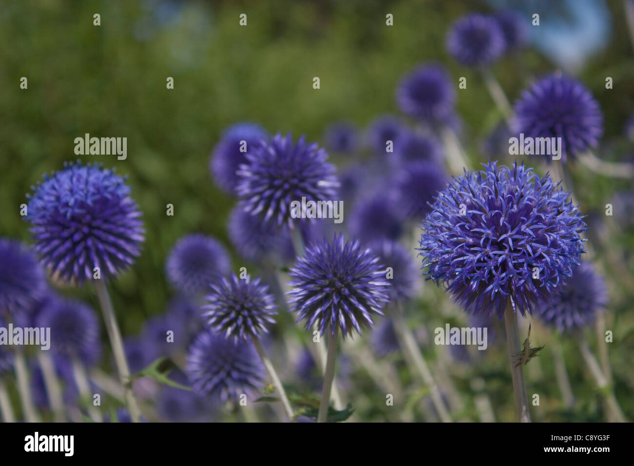 Purple echinops or globe thistle at Cambridge University Botanic Garden ...