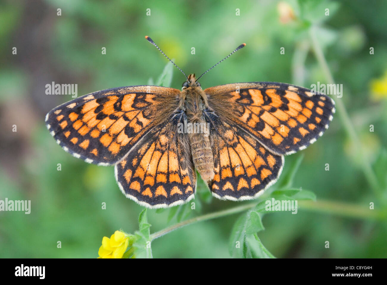 A fritillary butterfly resting Stock Photo - Alamy