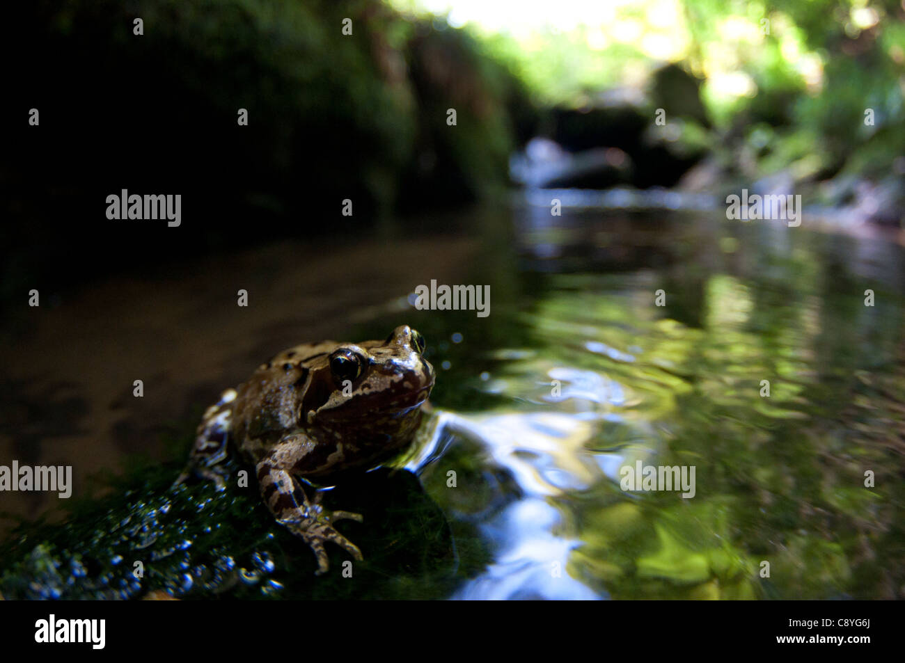 Common frog in river Stock Photo - Alamy