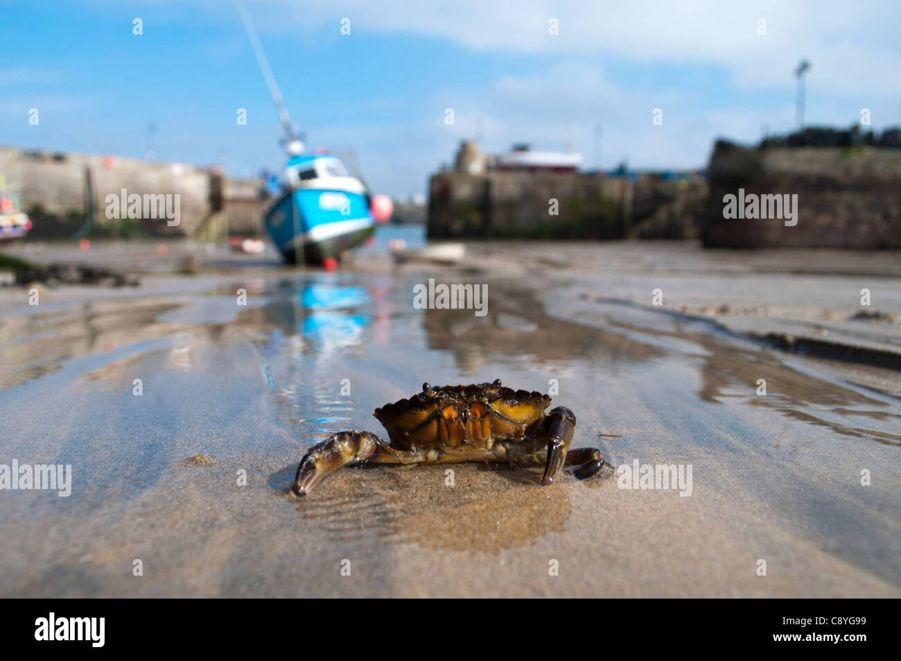 Cornwall crab hi-res stock photography and images - Alamy