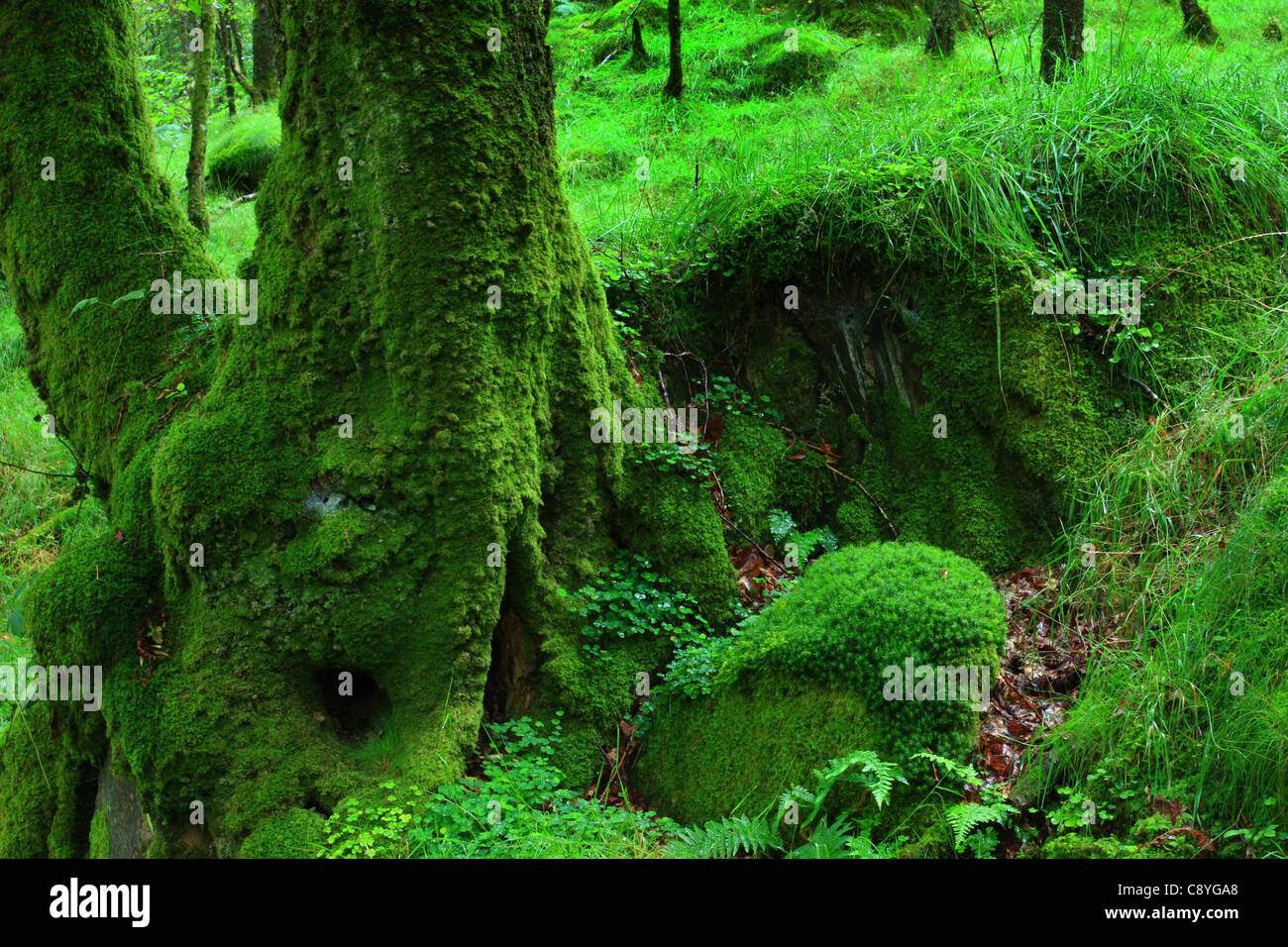 Moss covered woodland on Loughrigg Fell, Lake District National Park ...