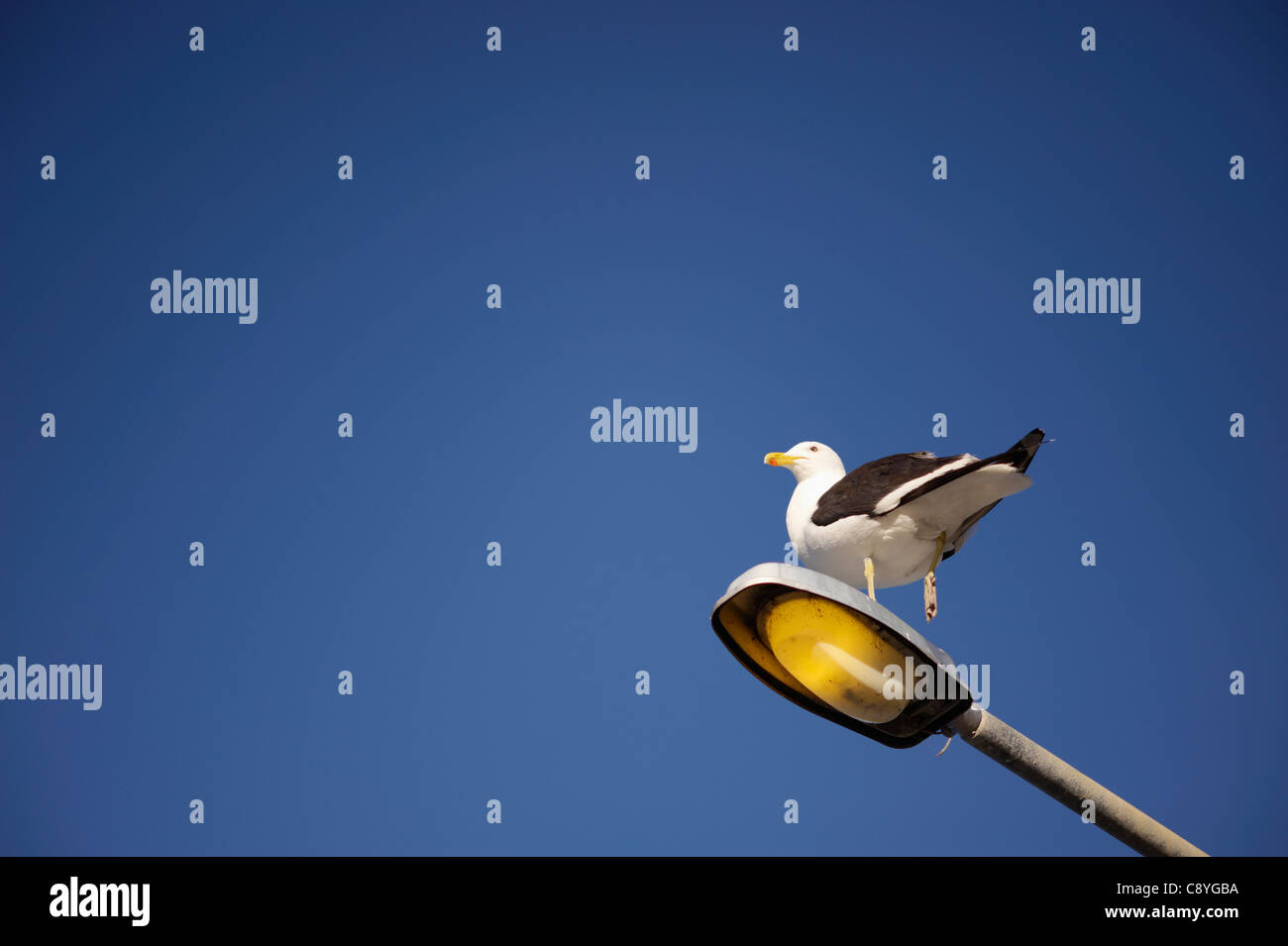 Seagull perched on a lamp post Stock Photo - Alamy
