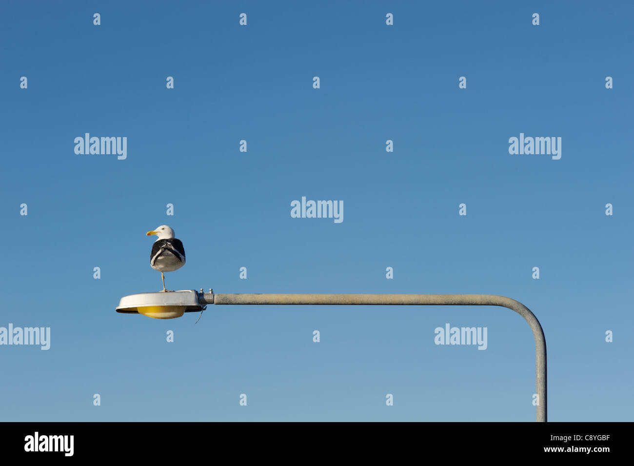 Seagull perched on a lamp post Stock Photo - Alamy