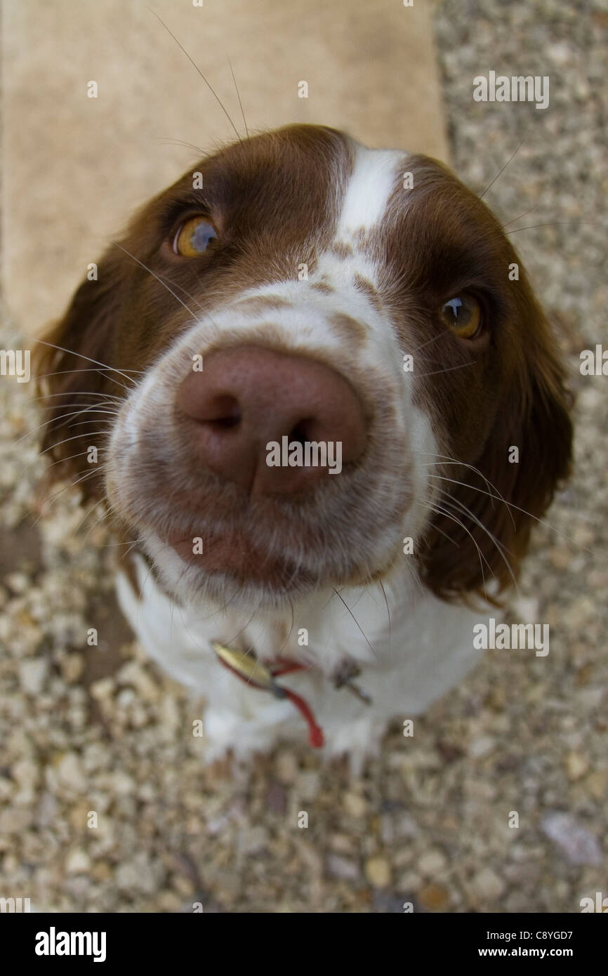 Big Nose Stock Photos & Big Nose Stock Images - Alamy