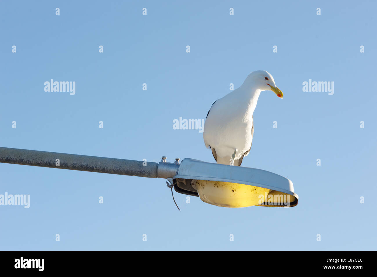 Seagull perched on a lamp post Stock Photo - Alamy