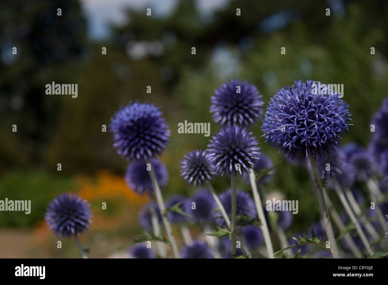 Purple echinops or globe thistle at Cambridge University Botanic Garden ...