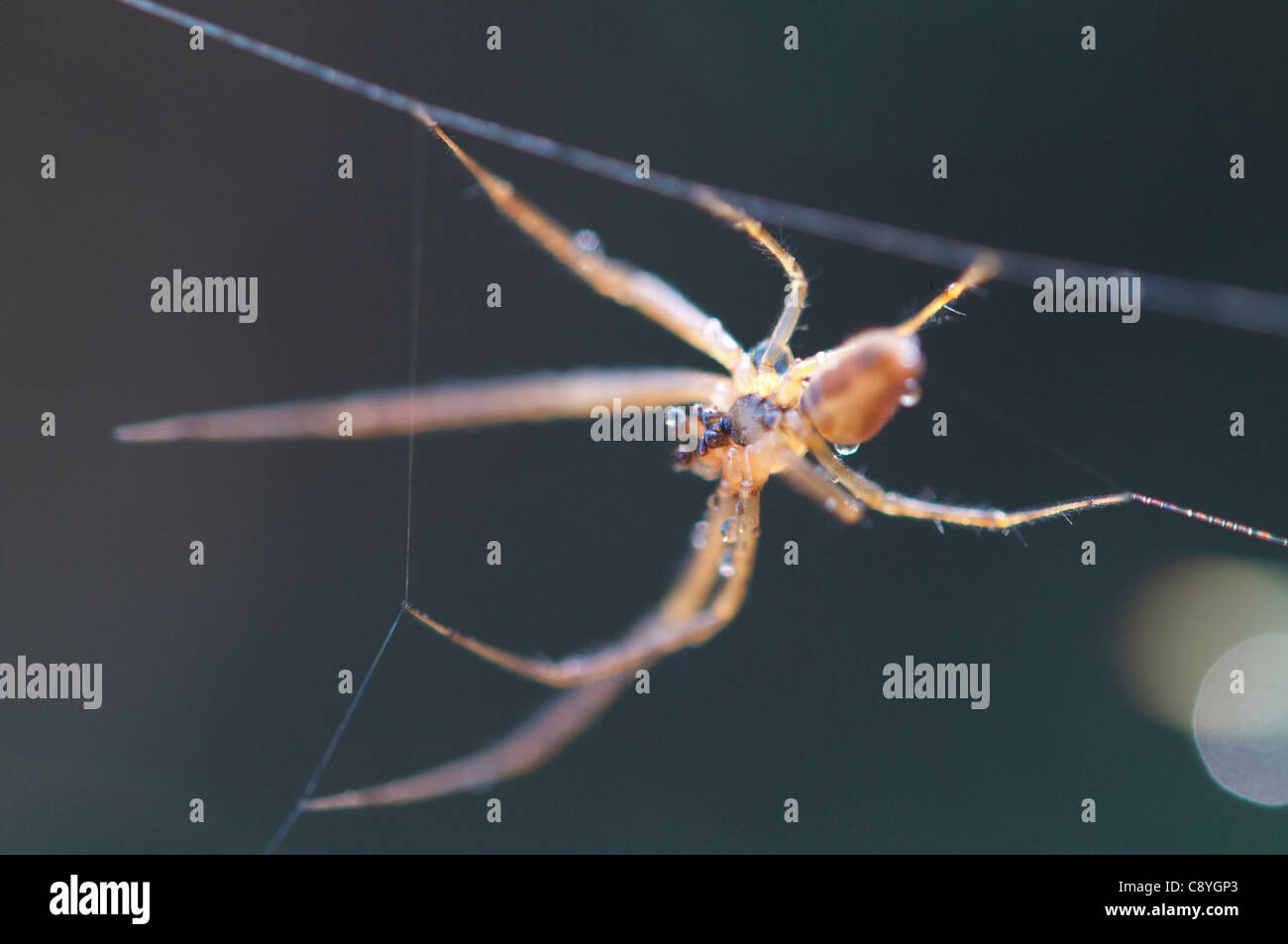 Spider on web Stock Photo - Alamy