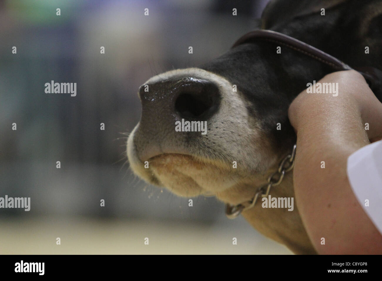 Nose cow hi-res stock photography and images - Alamy