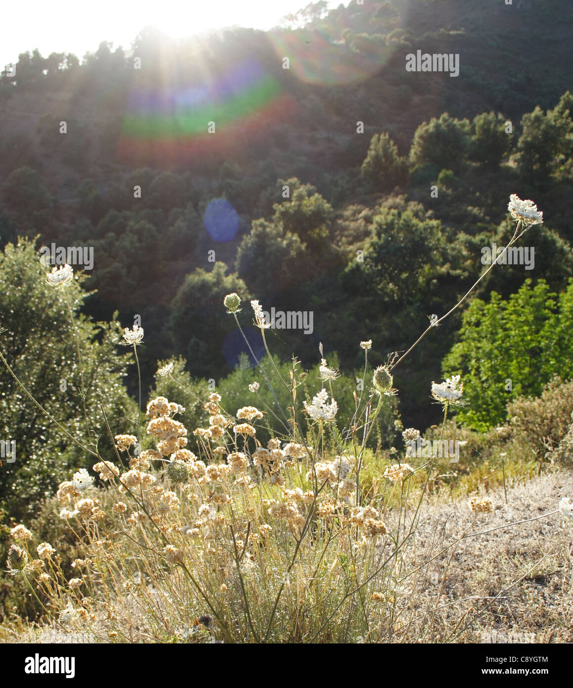 Summer feeling background Stock Photo - Alamy