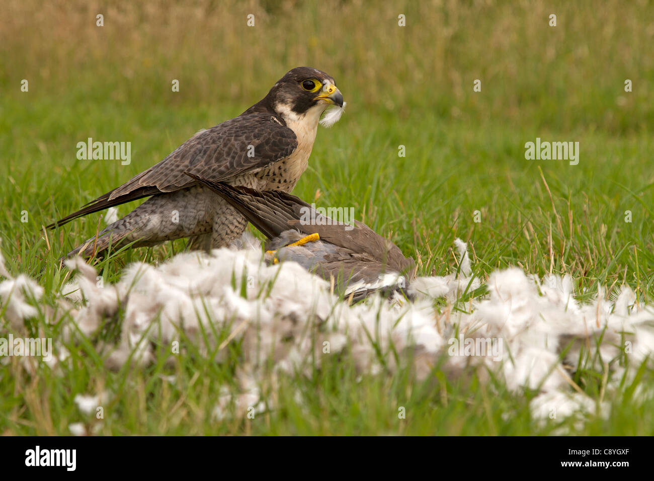 Peregrine Falcon Hunting Pigeon