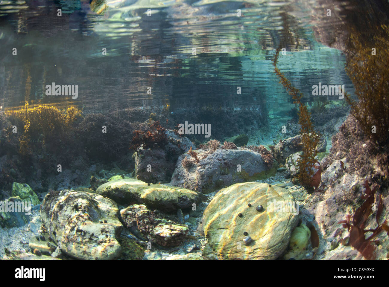 underwater seen of a rockpool in cornwall Stock Photo - Alamy