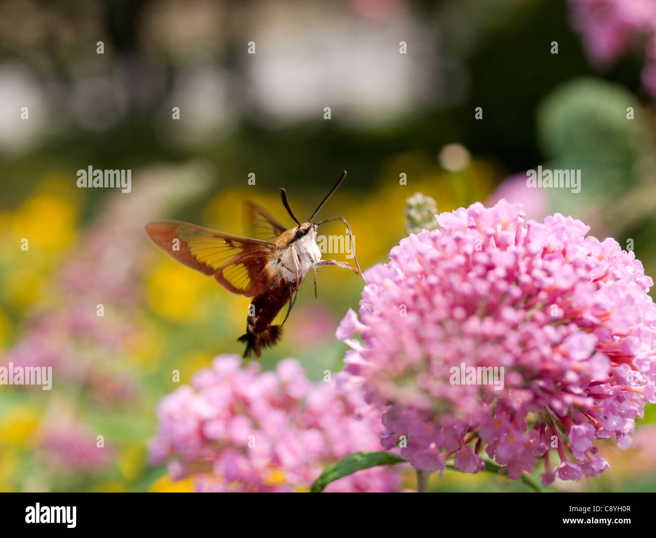 Clearwing hummingbird moth hi-res stock photography and images - Alamy