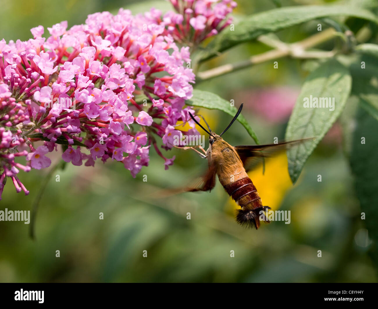Clearwing hummingbird moth hi-res stock photography and images - Alamy