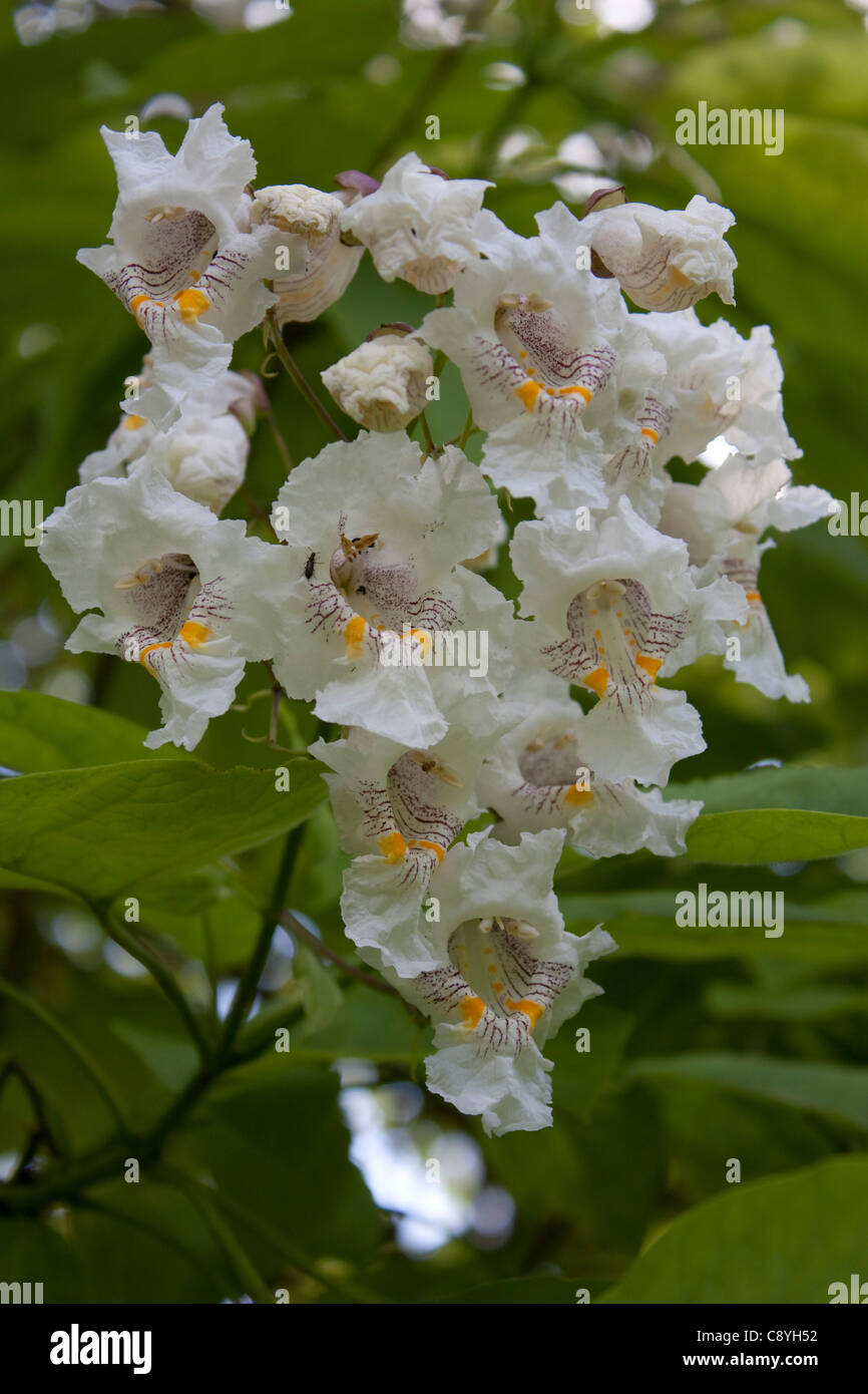 Indian bean tree (Catalpa) flowering, taken at Cambridge University ...